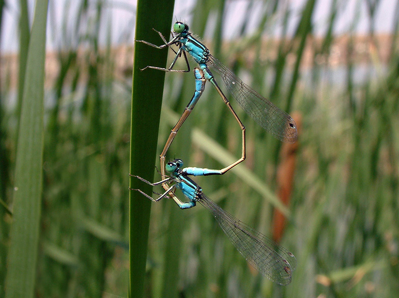 Blue-tailed Damselfly from Перлез, Србија on June 16, 2003 at 12:43 PM ...