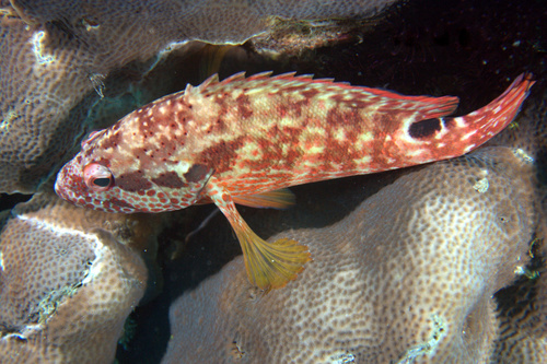 Mero Leopardo (Cephalopholis leopardus) · iNaturalist Mexico