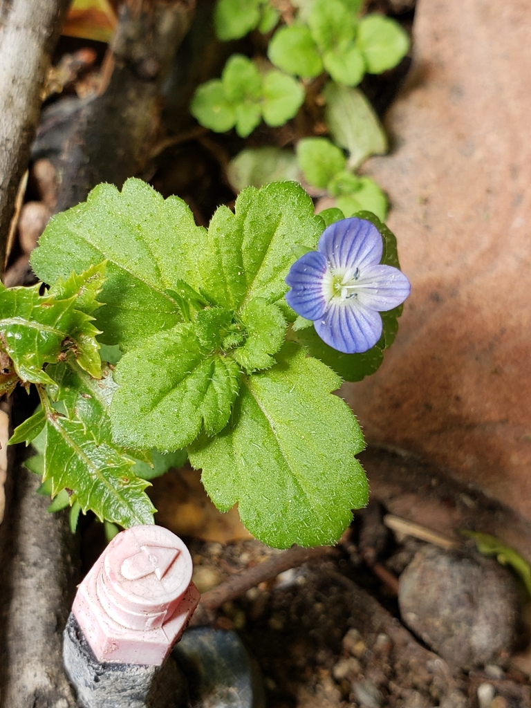 bird's-eye speedwell (Veronica persica) - Botanical Realm