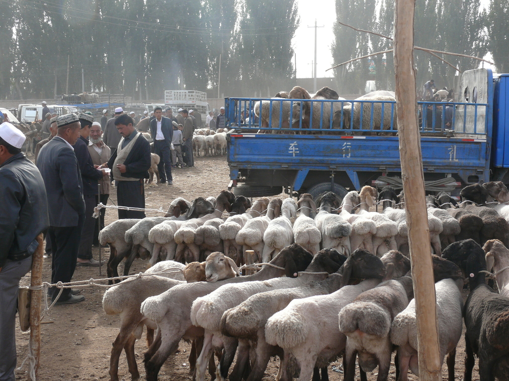 Domestic Sheep from Kashgar, Kashgar Prefecture, Xinjiang, China on ...