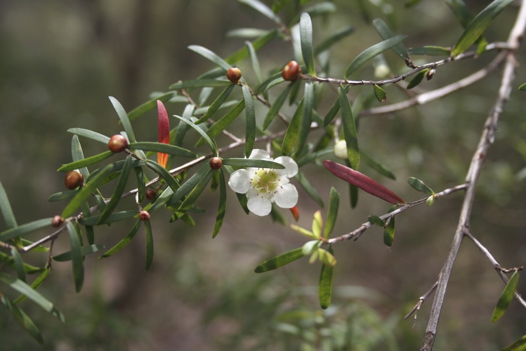Lemon Scented Tea Tree from Somersby NSW 2250, Australia on November 16 ...
