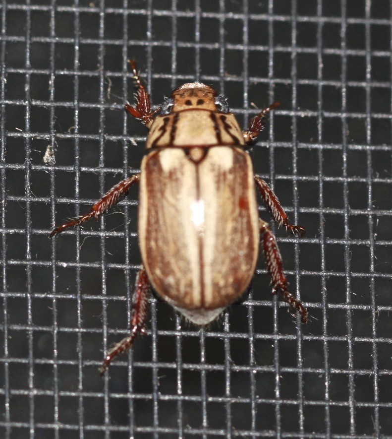 Anoplognathus abnormis from Mount Mellum QLD 4550, Australia on March ...