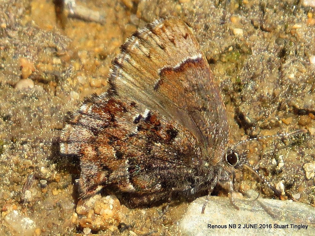 Bog Elfin (Insects of Massachusetts) · iNaturalist