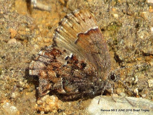 Bog Elfin (Callophrys lanoraieensis) · iNaturalist