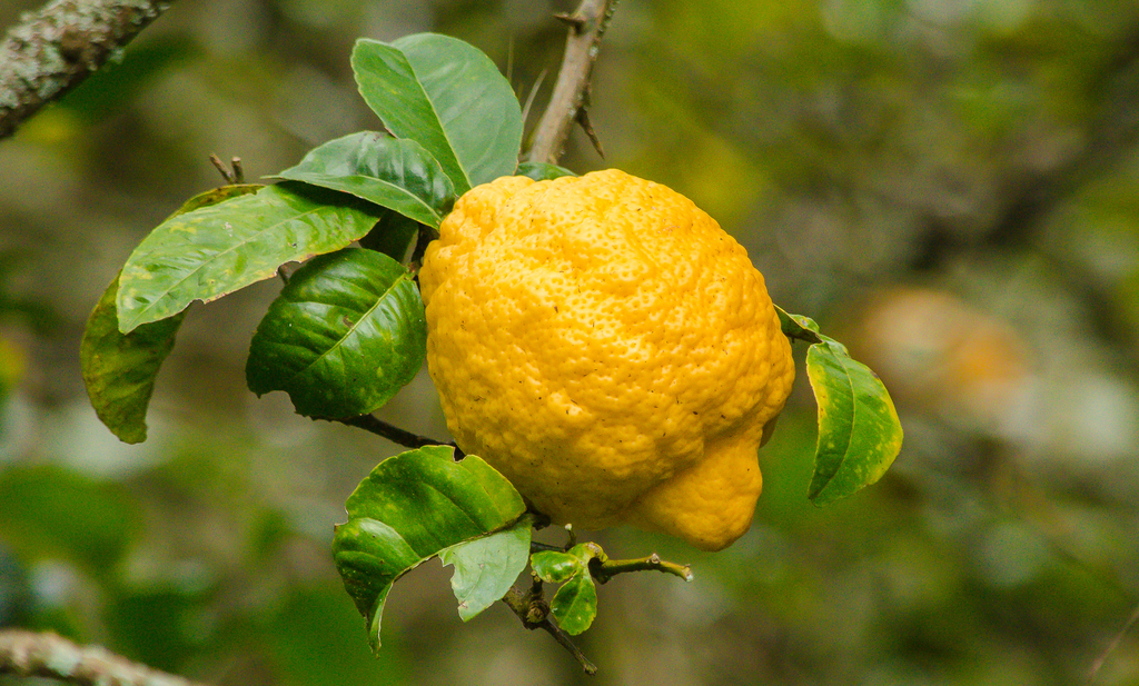 Lemon from Ukuku Rural Lodge, Corregimiento de Juntas, Ibagué, Tolima ...