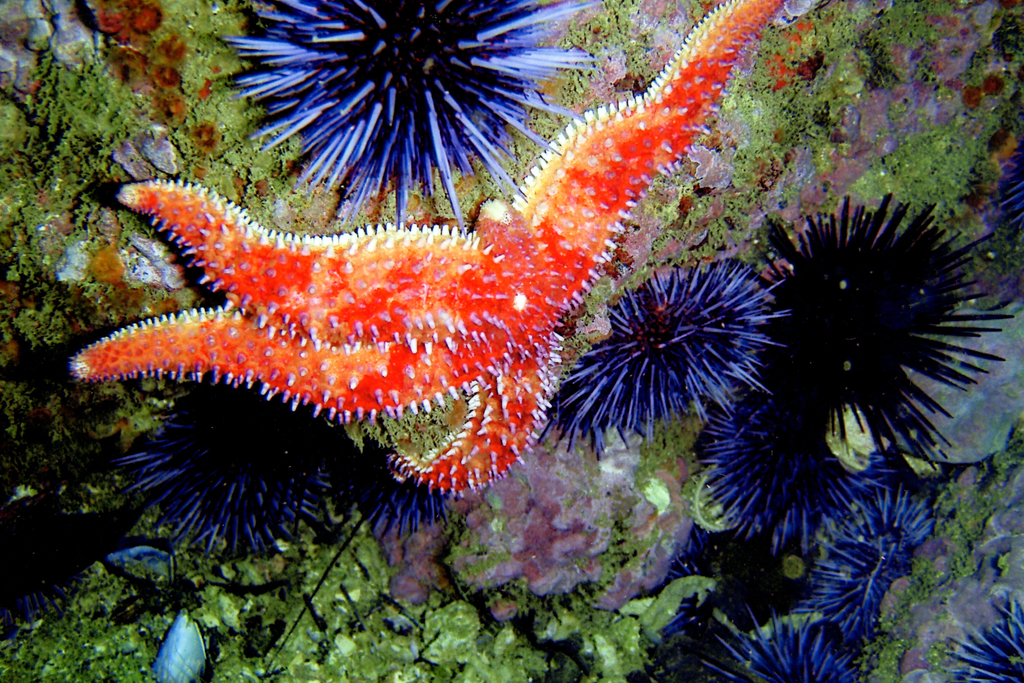 Rainbow Star from Orange County, CA, USA on March 18, 2009 at 02:37 PM ...