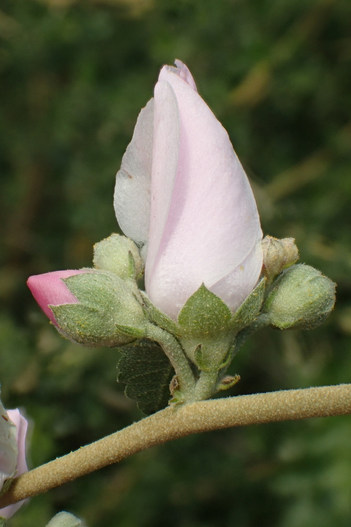 chaparral bush-mallow (RCTC) · iNaturalist