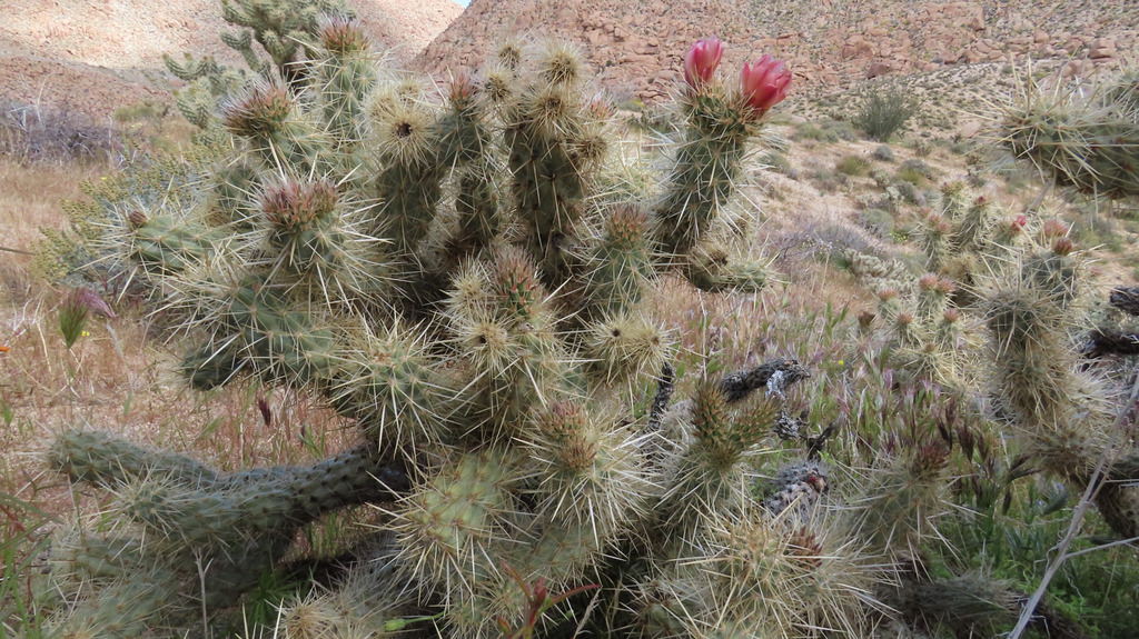 wolf's cholla in March 2020 by Alan King · iNaturalist