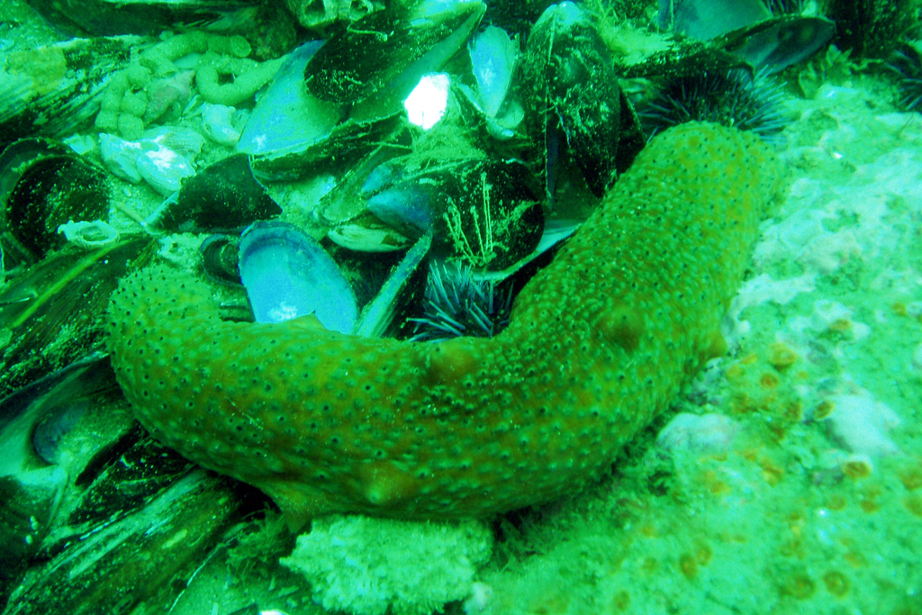 Warty sea cucumber in April 2006 by littletiff99 · iNaturalist