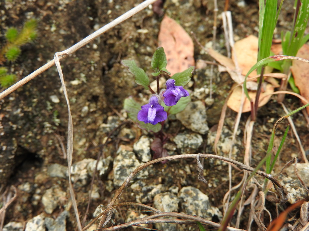 blue skullcap from Nevada County, CA, USA on March 7, 2017 at 03:01 AM ...