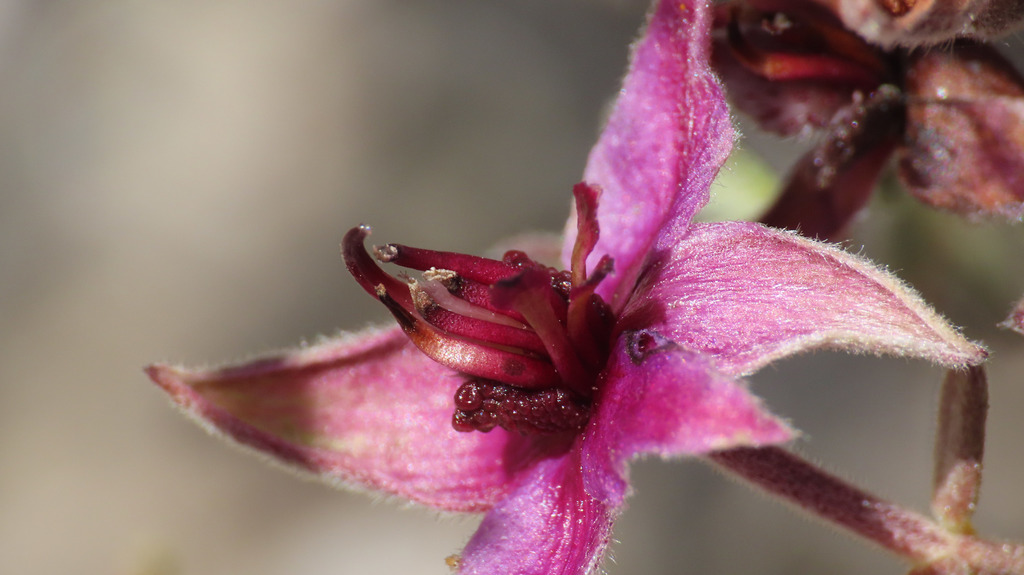 White Rhatany from Imperial, California, United States on March 26 ...