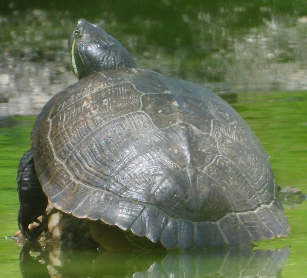 Red-eared Slider from Twinlakes Drive, Beltsville, MD, USA on April 27 ...