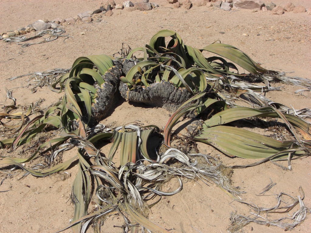 Welwitschias (Welwitschia) - Botanical Realm