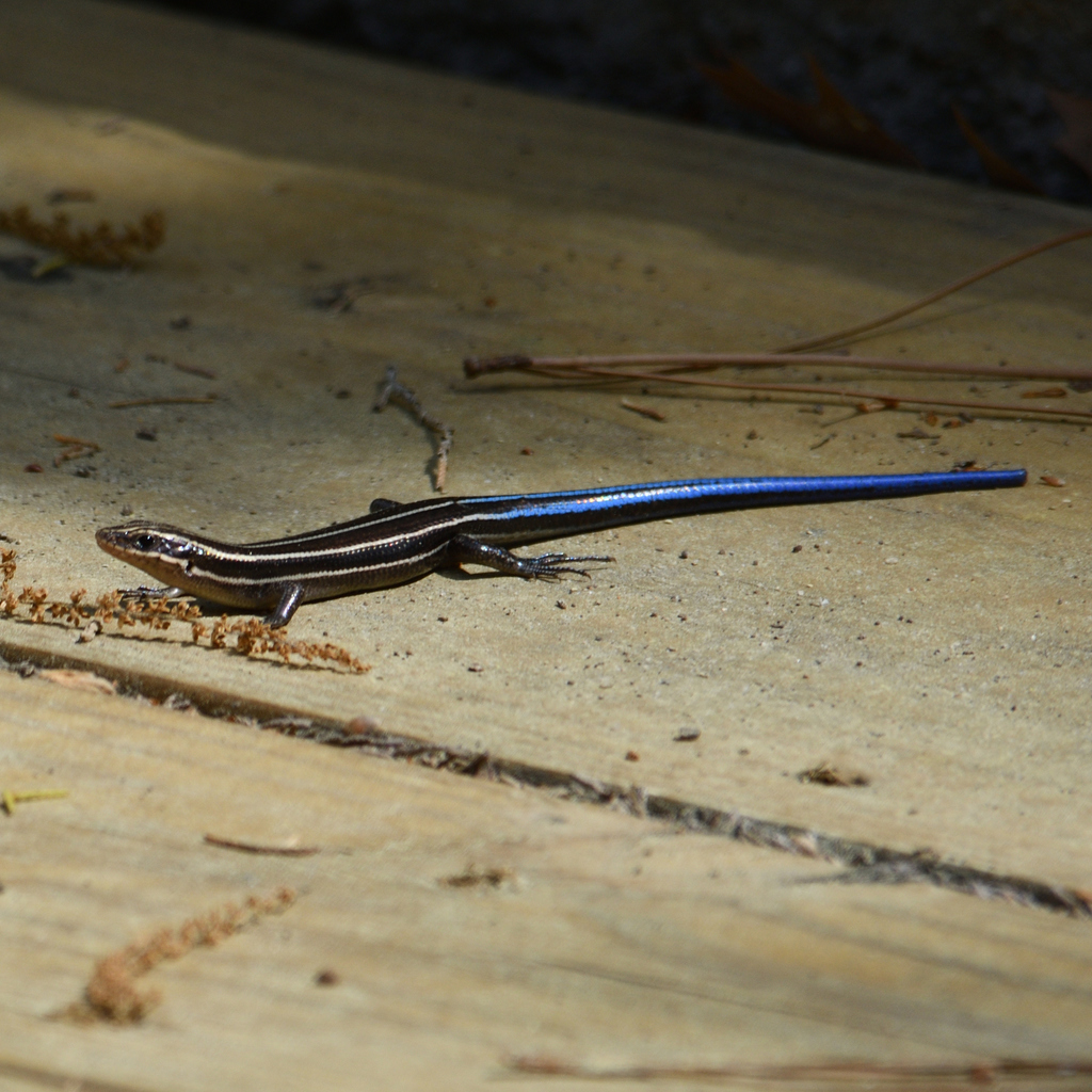 Common Five-lined Skink in March 2020 by randombirdperson · iNaturalist
