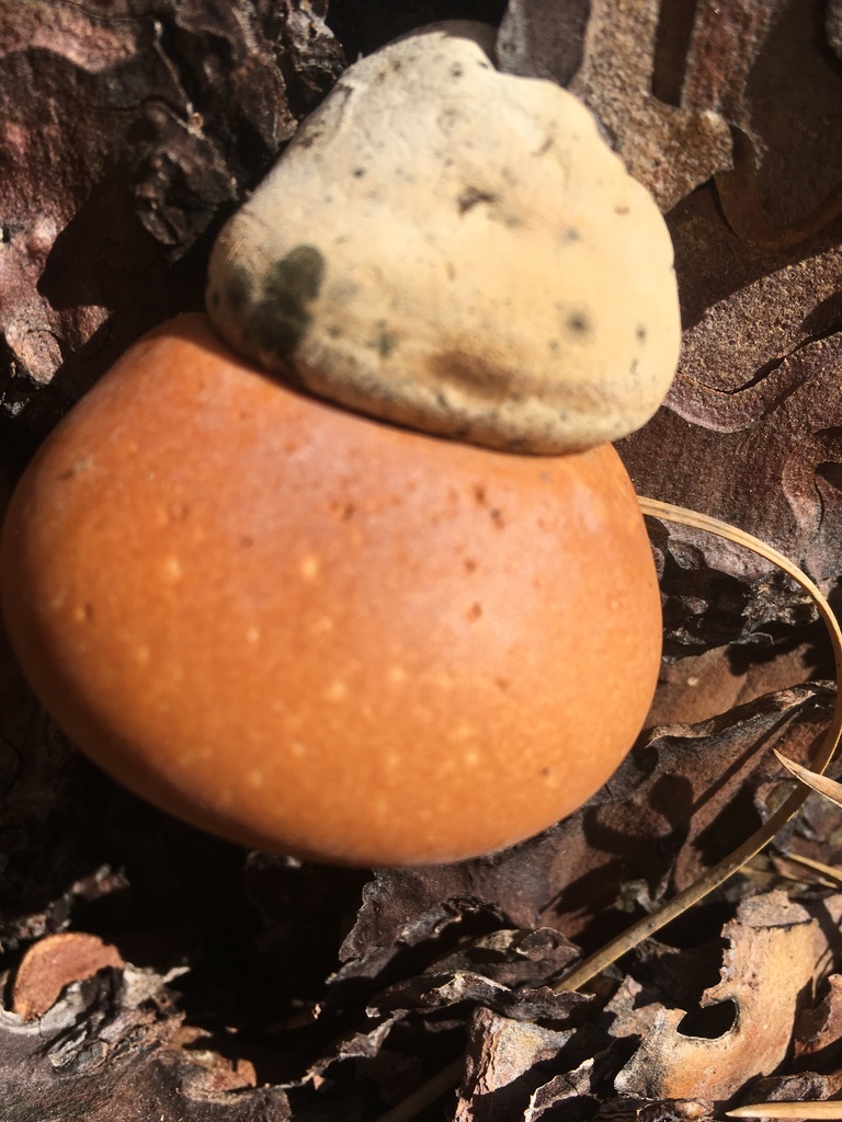 Veiled Polypore from Empire Mine State Historic Park, Grass Valley, CA ...