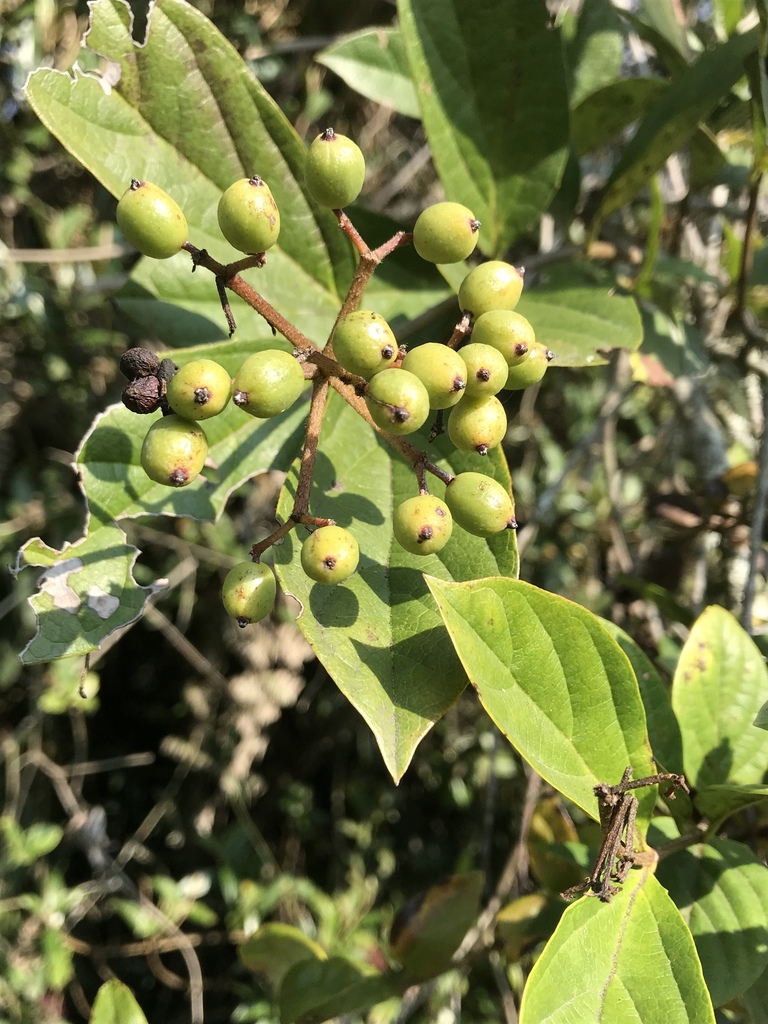 (Viburnum triphyllum) - Botanical Realm