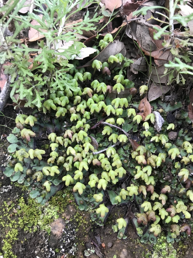 California asterella from Jamul, CA, US on March 29, 2020 at 03:16 PM ...
