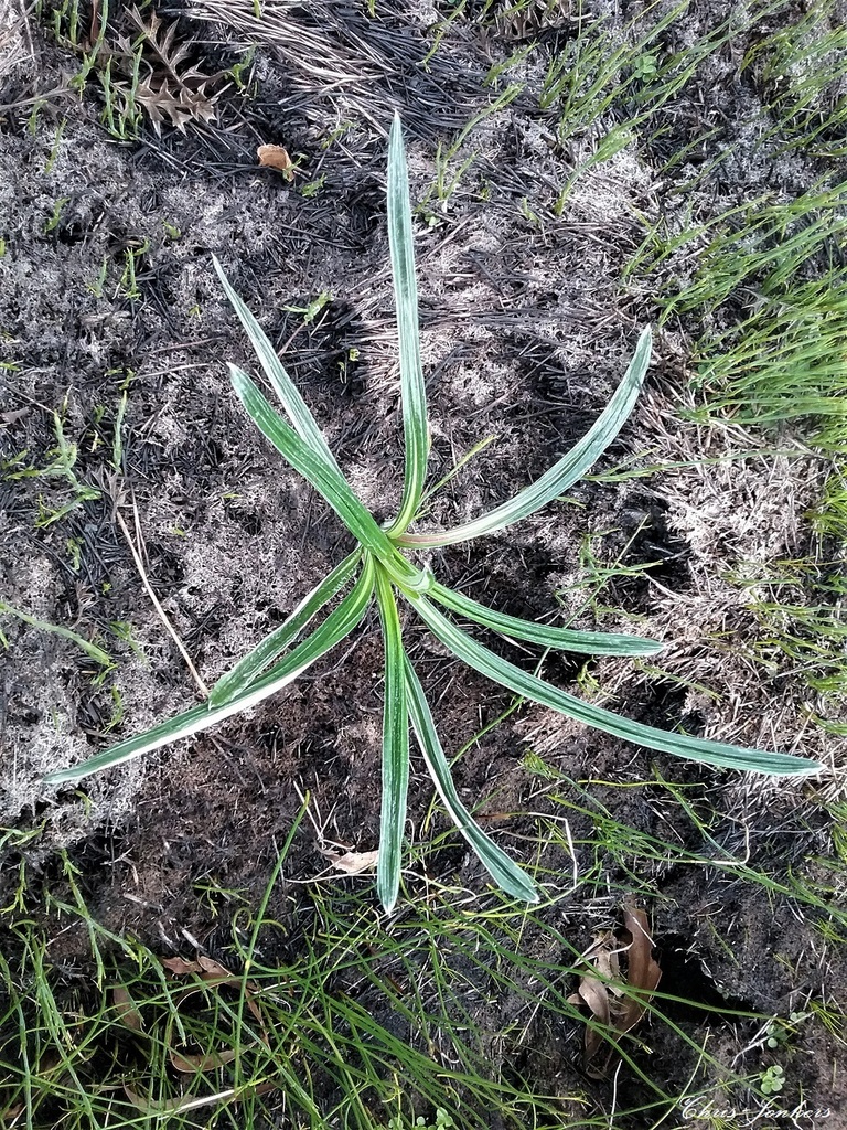 (Celmisia longifolia) - Botanical Realm
