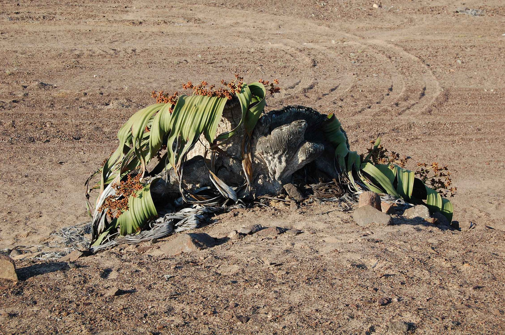 Welwitschias (Welwitschia) - Botanical Realm