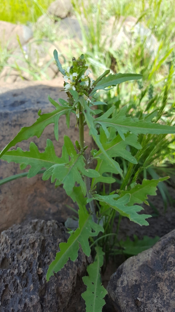 California Mustard (Mitteldorf Preserve Field Guide) · iNaturalist