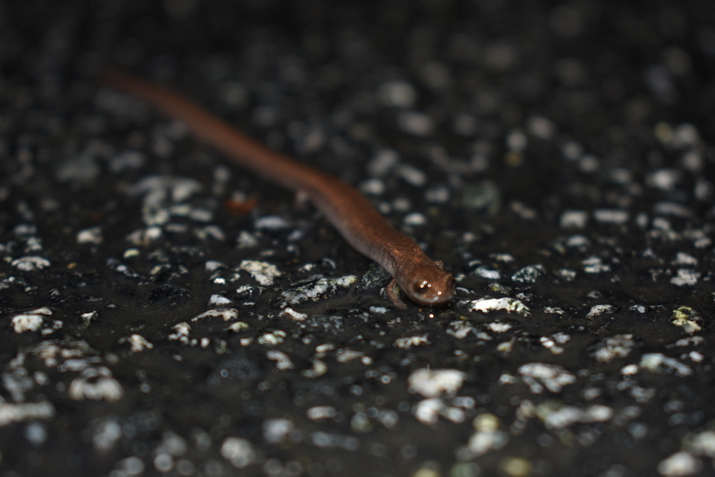 Gabilan Mountains Slender Salamander from Pinnacles National Park ...
