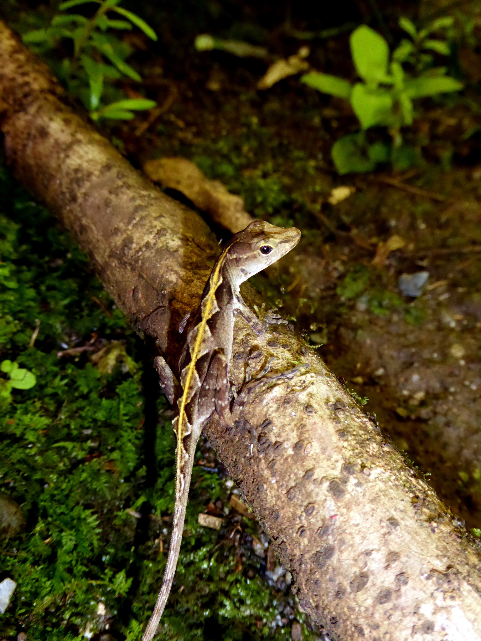 Anolis cobanensis Stuart, 1942