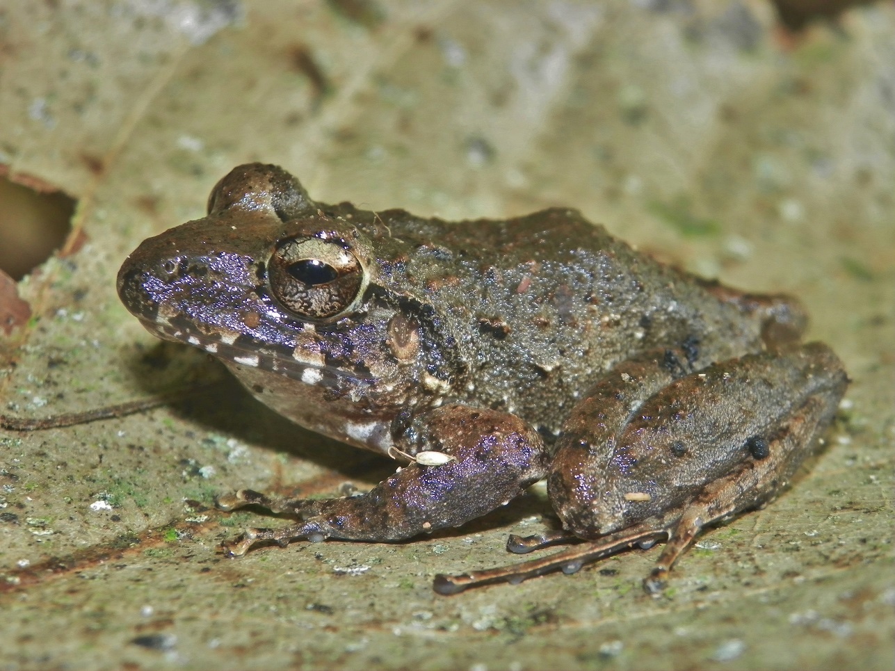Craugastor laevissimus (Werner, 1896)