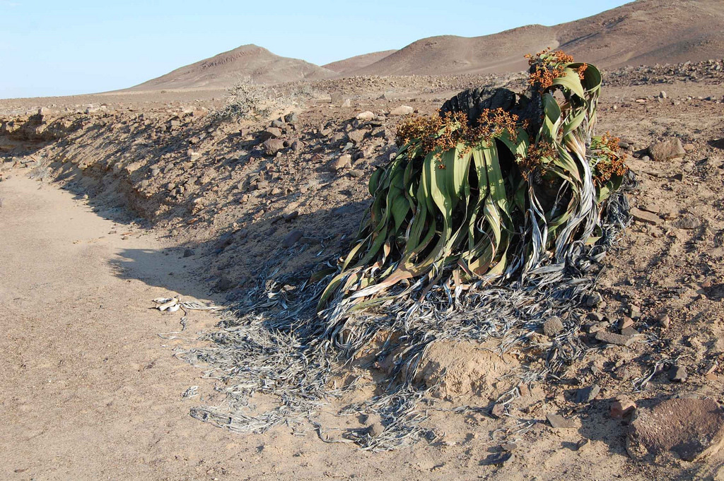 Welwitschias (Welwitschia) - Botanical Realm