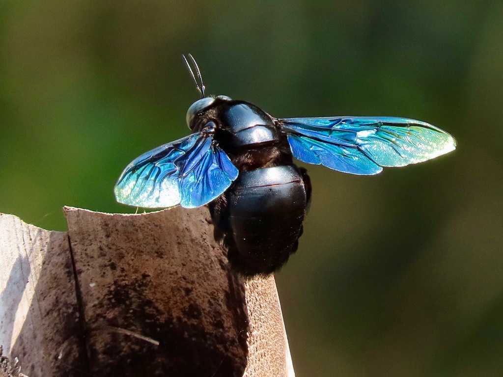 Slender-scaped Carpenter Bee from Luang Prabang Province, Laos on ...