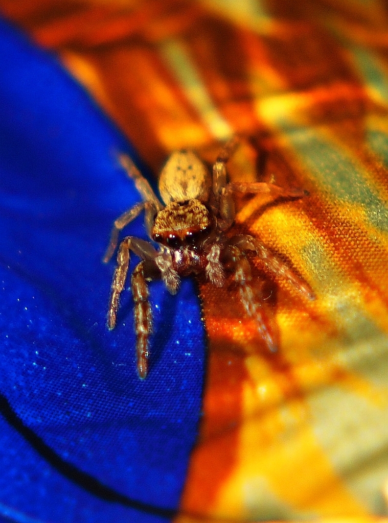 Golden-brown Jumping Spider from Dunedin, New Zealand on March 30, 2020 ...