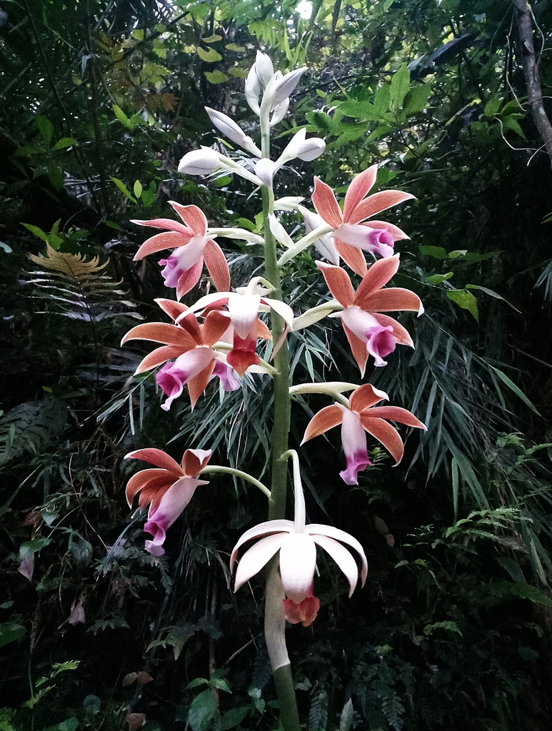 Chinese Ground Orchid in March 2020 by Ben · iNaturalist