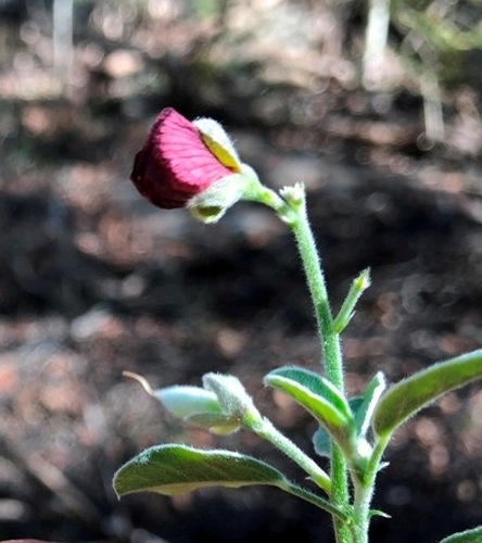Isotropis foliosa · iNaturalist