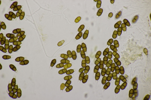 Truncatella conorum-piceae · iNaturalist