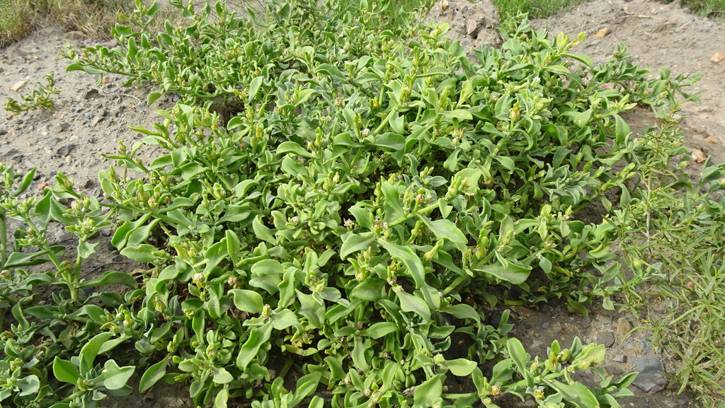 Coast Solfig from South Cape DC, South Africa on March 10, 2020 at 09: ...