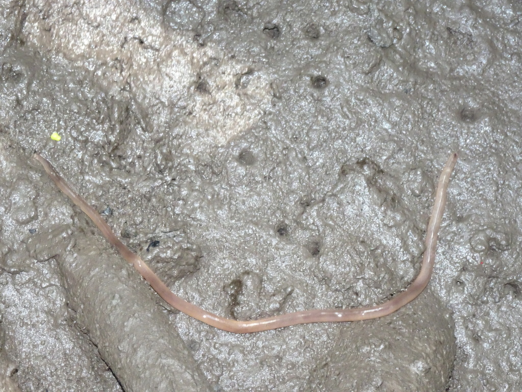 Ribbon Worms from Lower Daintree QLD 4873, Australia on September 09 ...