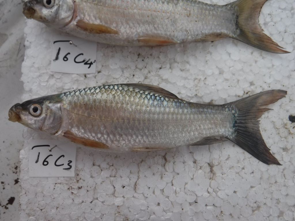 Purple Labeo (Labeo congoro) - Marine Life Identification