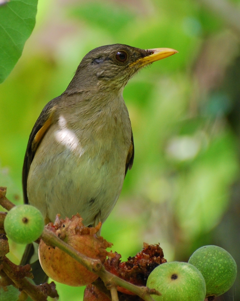 African Thrush (Turdus pelios) - Avian Discovery