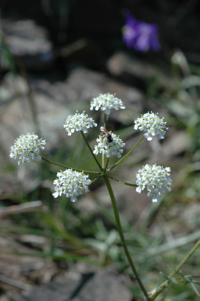 (Krasnovia) - Botanical Realm