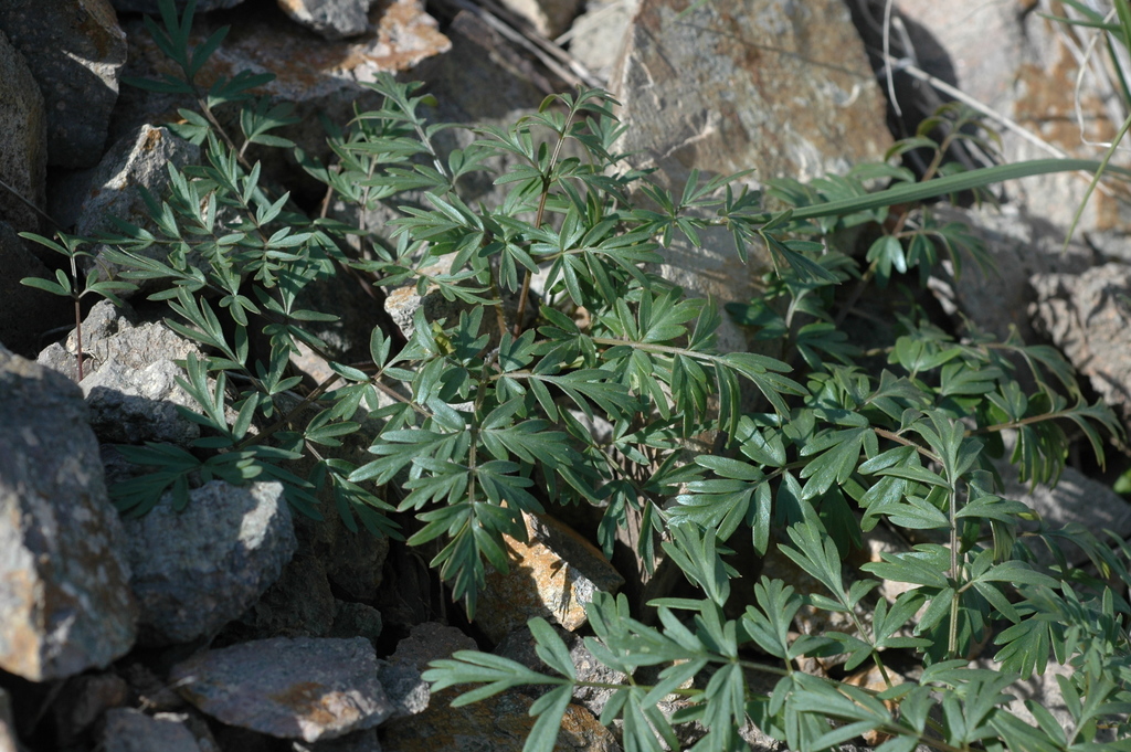 (Krasnovia longiloba) - Botanical Realm