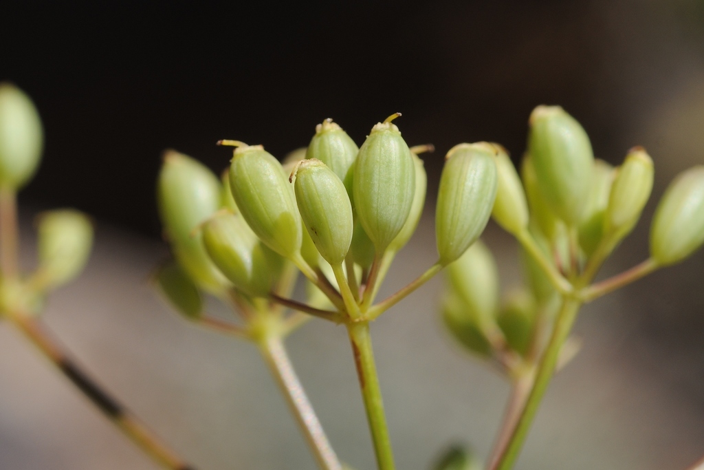 (Krasnovia longiloba) - Botanical Realm