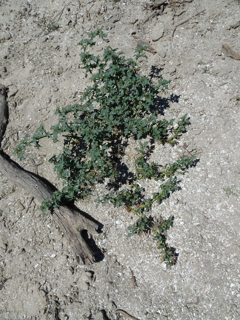 Solanum pugiunculiferum (Tropical Salt marsh Plants of the Gulf of ...