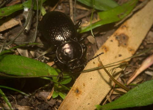 Adelium auratum · iNaturalist