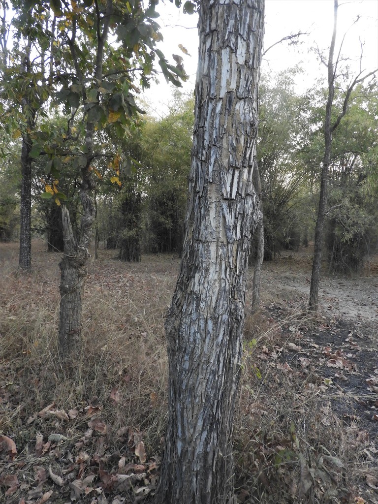 Indian Laurel (Terminalia elliptica) - Botanical Realm