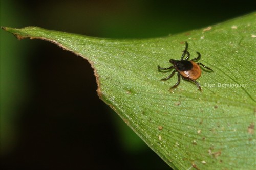 Ixodes affinis · iNaturalist Mexico