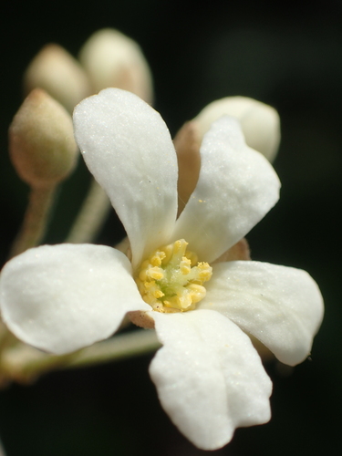 Candlenut (Aleurites moluccanus) · iNaturalist