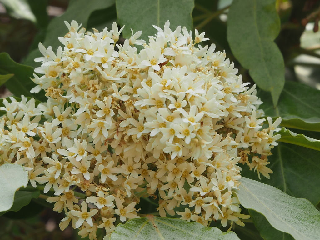 Candlenut ((2) Tropical Plants species) · iNaturalist