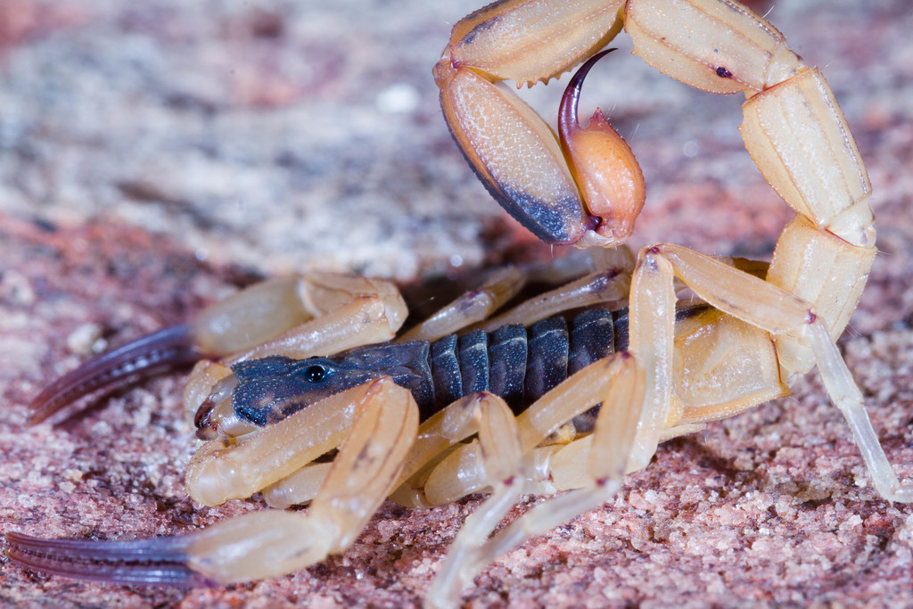 Brazilian Yellow Scorpion from Brasília on March 30, 2020 at 10:47 AM ...