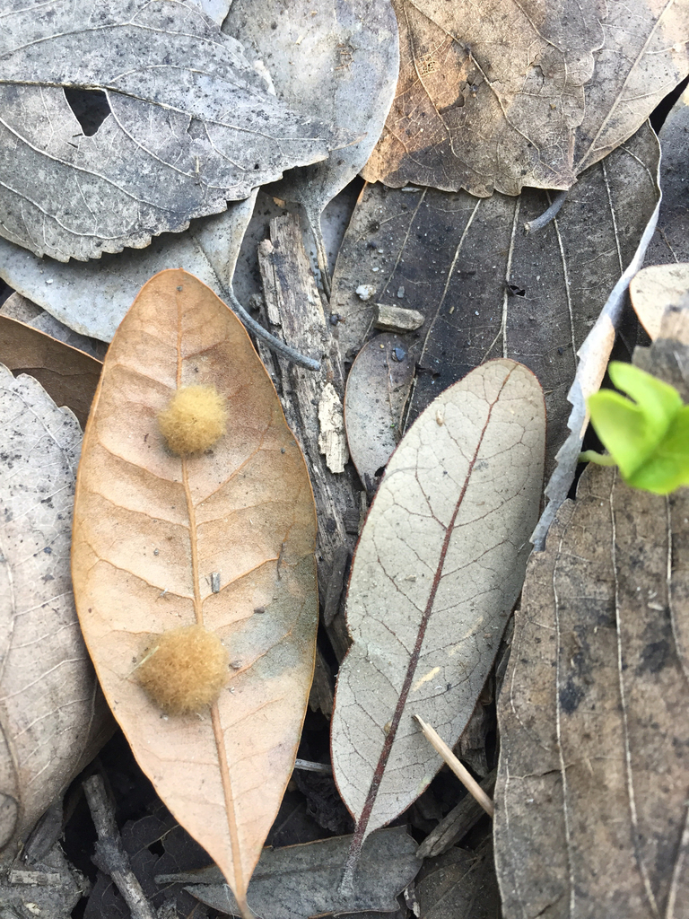 Wool-bearing Gall Wasp (Fuzzy Galls on North American Oaks) · iNaturalist