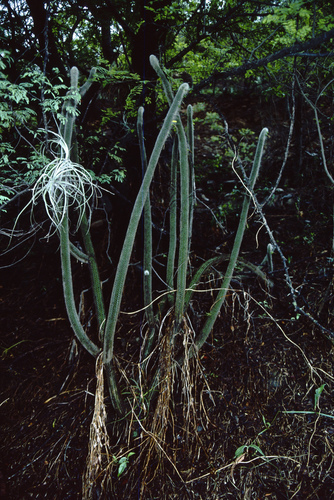 Cleistocactus ritteri · iNaturalist