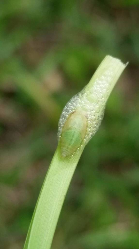 Clovia puncta from 台灣台中市南區 on March 30, 2020 at 04:08 PM by 林棋欽 ...